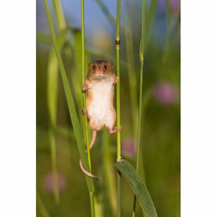 The Secret Life of the Harvest Mice | Amusing Planet